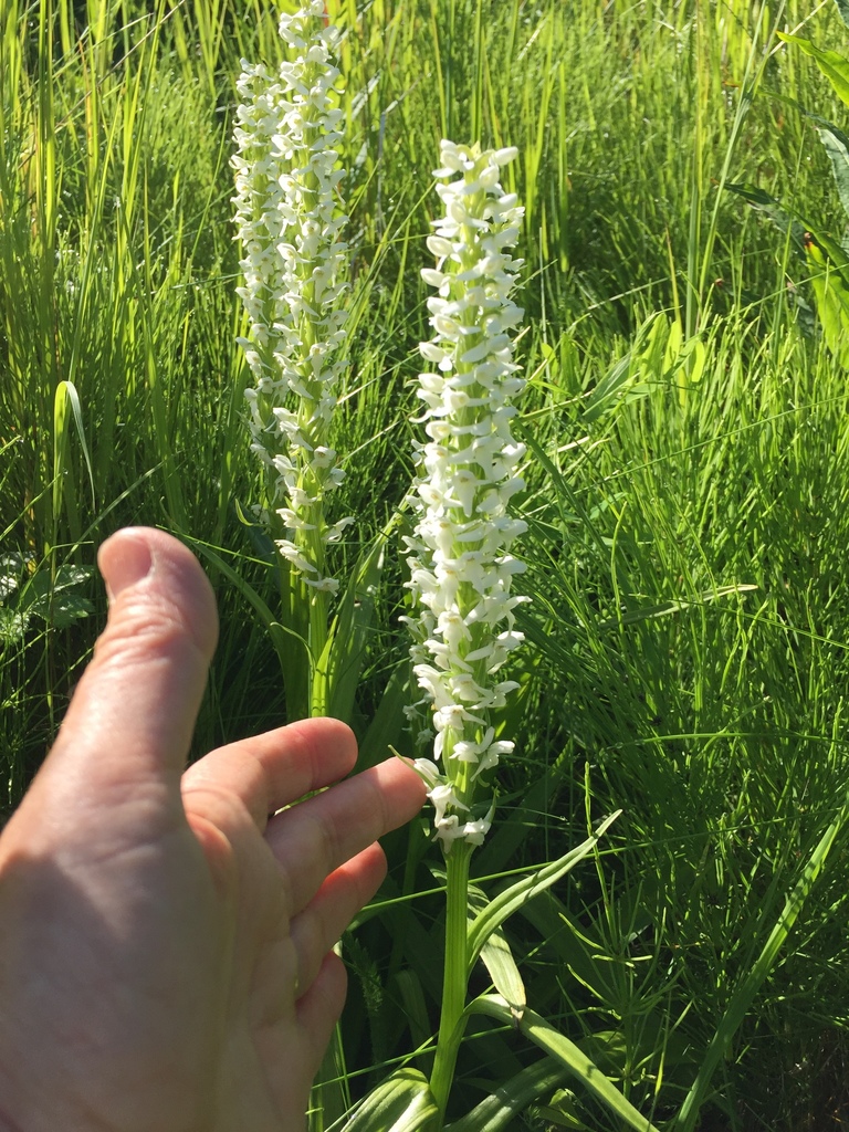 white bog orchid from Kodiak National Wildlife Refuge, Kodiak, AK, US ...