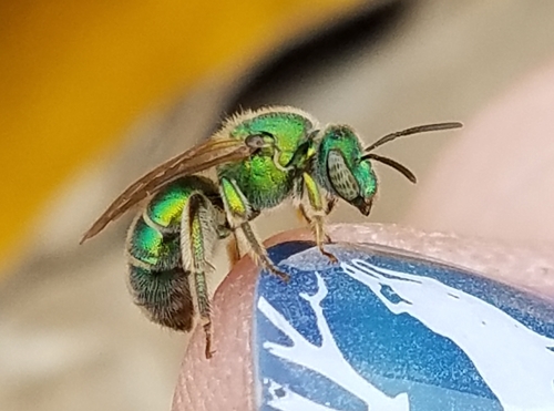 Metallic Epauletted-Sweat Bee (Augochloropsis metallica) · iNaturalist