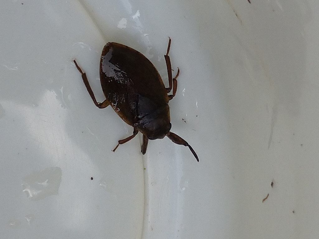 Japanese Giant Water Bug from 日本、〒699-1241 島根県雲南市大東町山王寺551 on October ...