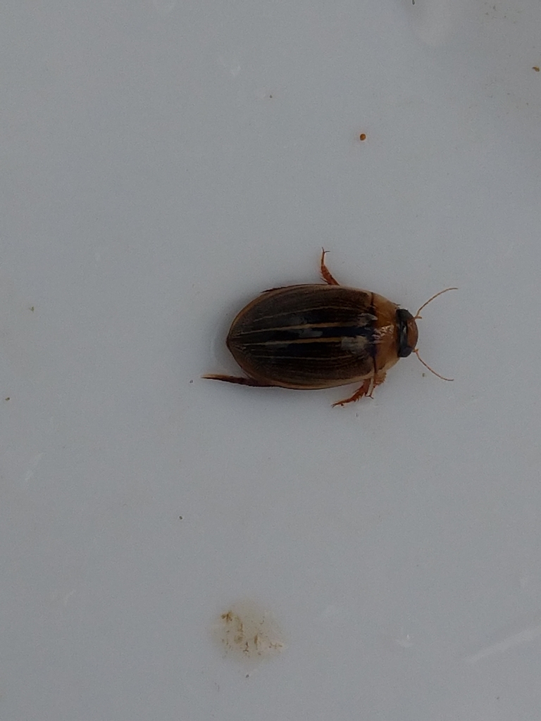 Hydaticus grammicus from 日本、〒699-1241 島根県雲南市大東町山王寺551 on October 28 ...
