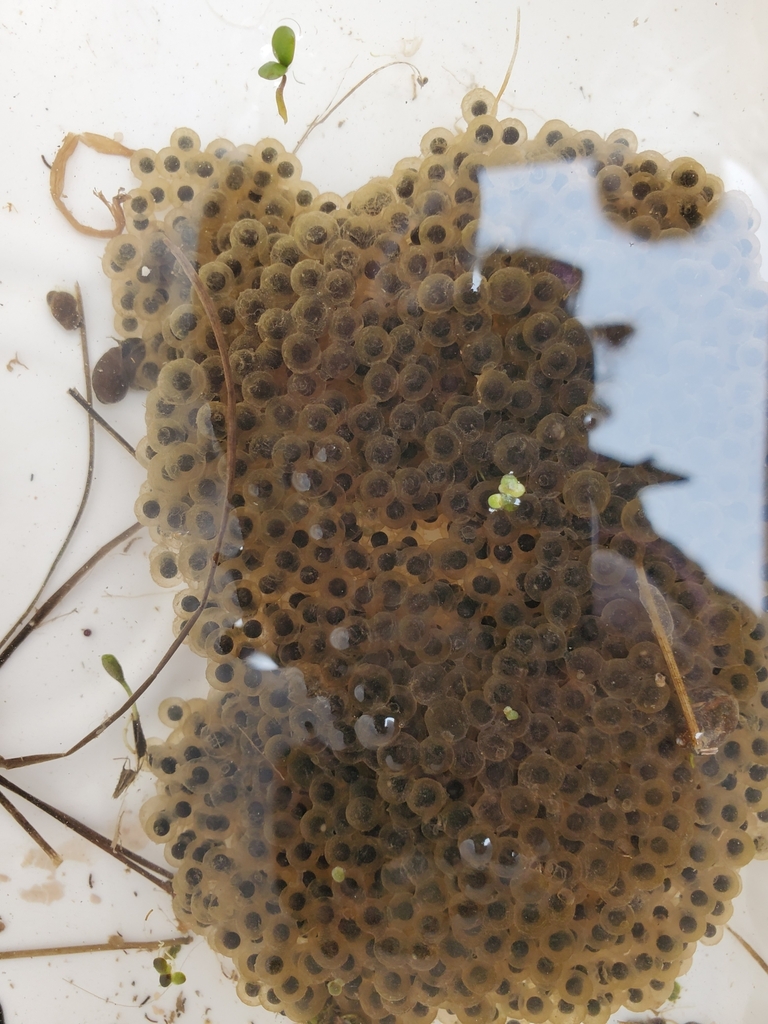 Wood Frog from Sackville, NB E4L 3V2, Canada on April 30, 2023 at 11:22 ...