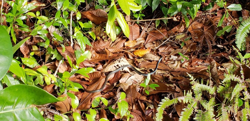 Palau Tree Snake from Melekeok, PW on October 28, 2018 at 07:35 PM by ...
