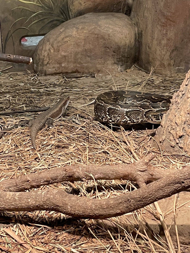 African Rock Python in April 2023 by vaexkpop · iNaturalist
