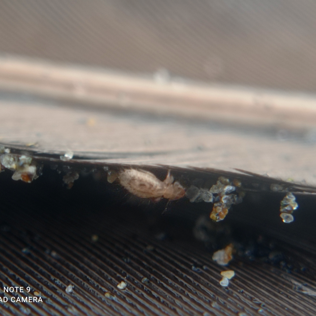 chicken body lice from Lambayeque, PE-LB, PE on April 30, 2023 at 08:20 ...