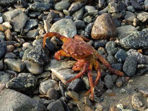 Telmessus acutidens · NaturaLista Colombia