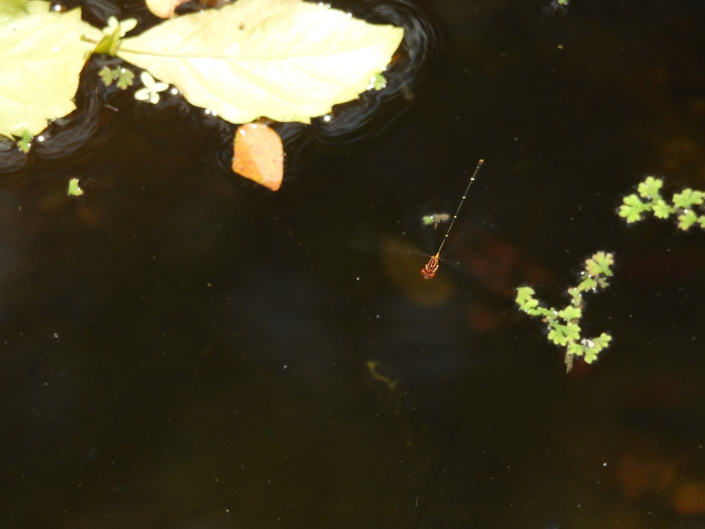 Orange-striped Threadtail from Jardín Botánico de Acapulco de Juárez ...
