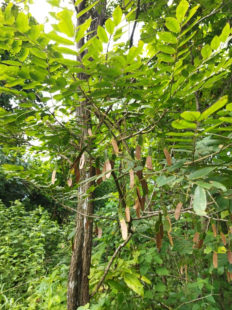 Machaerium millei from Guayaquil, EC-GU, EC on April 29, 2023 at 03:51 ...