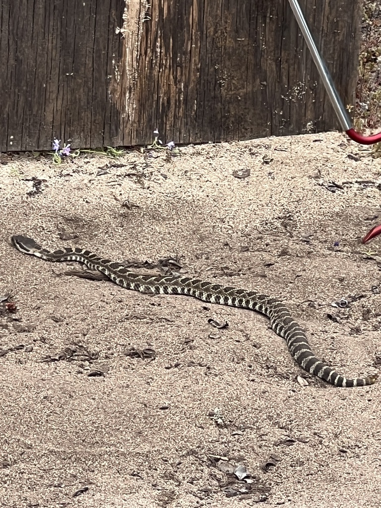 Northern Pacific Rattlesnake from Fort Ord Natural Reserve, Marina, CA ...