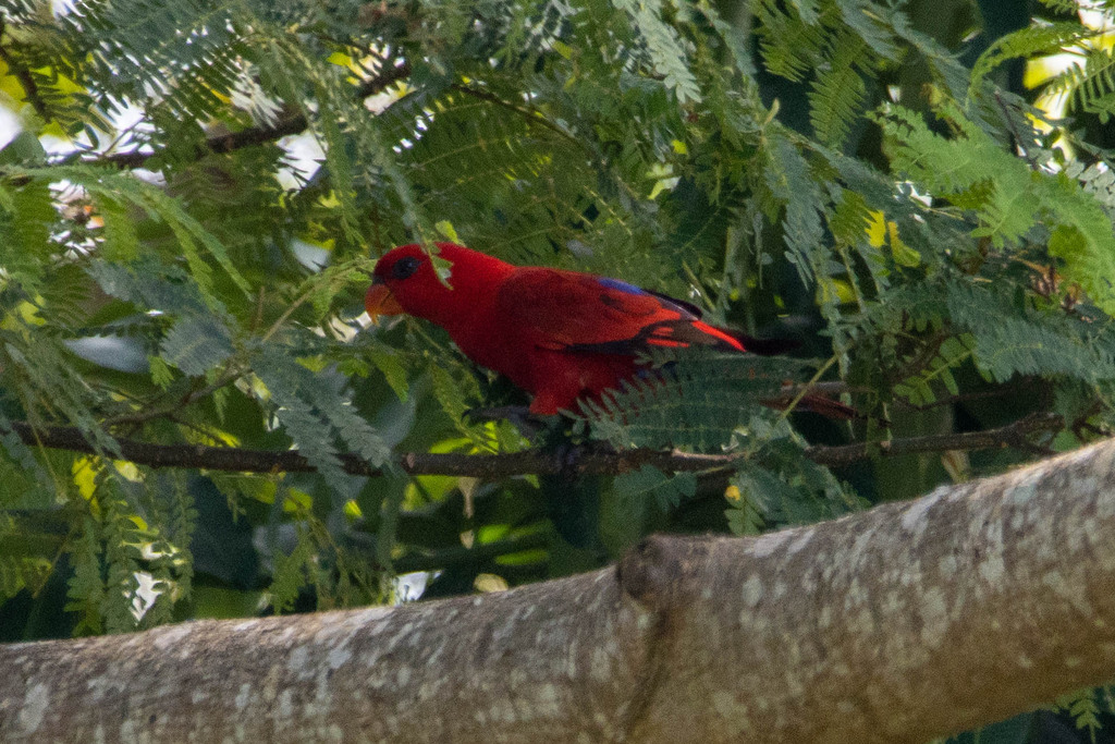 Red Lory in March 2023 by Jesse Long · iNaturalist