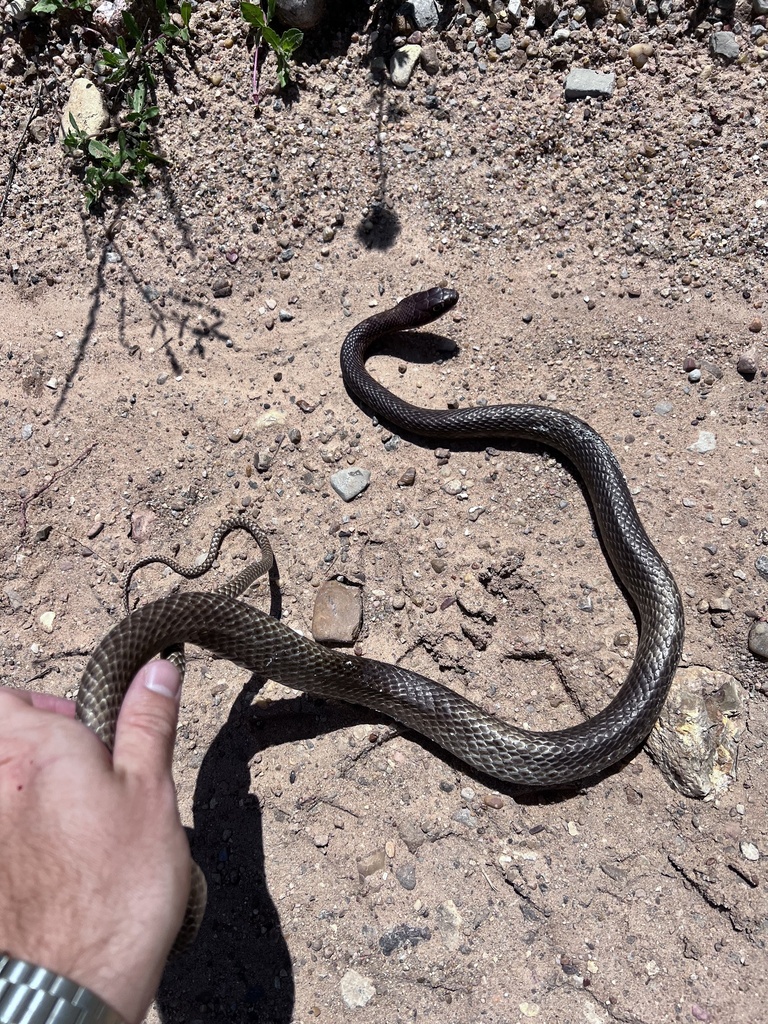 Coachwhip in April 2023 by Ian Meloni · iNaturalist