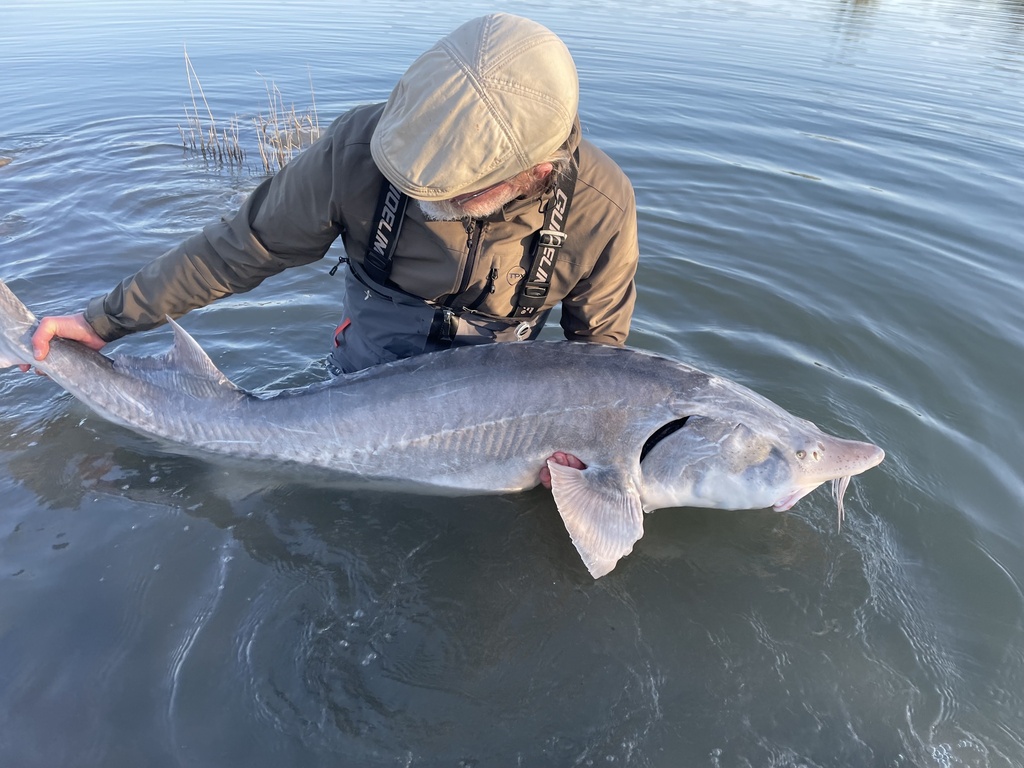Beluga Sturgeon Fishing Sturgeon Fishing Adventures: Techniques And