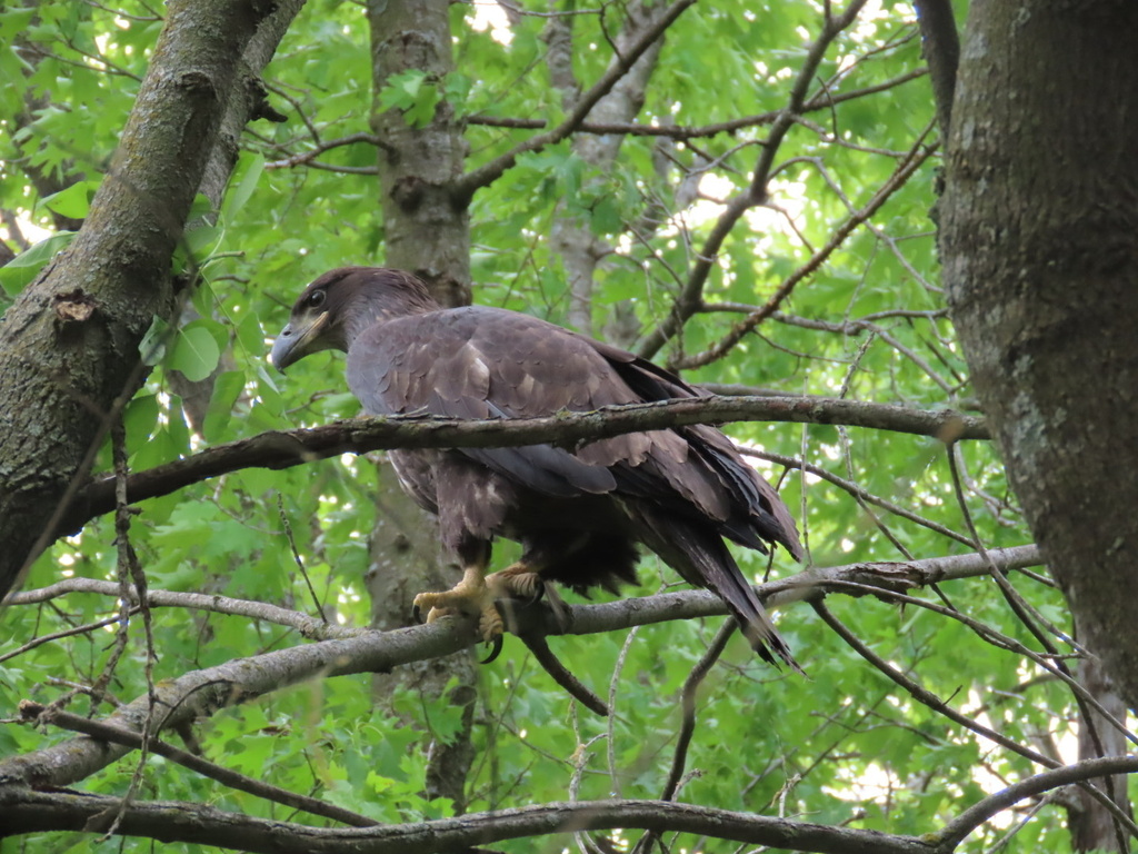 Bald Eagle from Tulsa, OK, US on April 22, 2023 at 11:38 AM by Grace ...