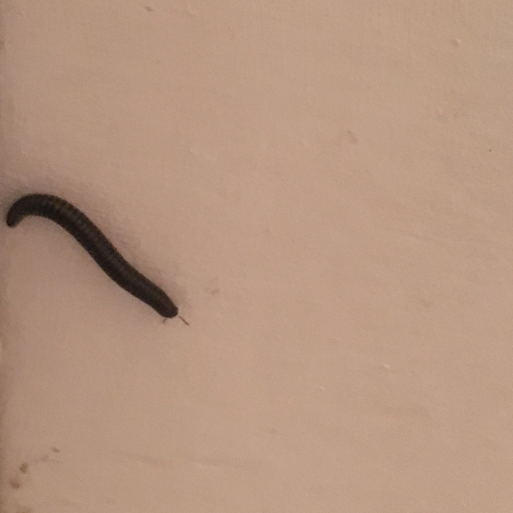 Round-backed Millipedes from 96010, Palazzolo Acreide, Sicile, IT on ...