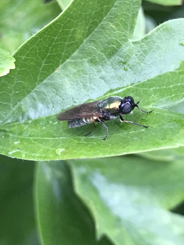 Broad Centurion Fly from Riserva Naturale Oasi WWF Lago di Burano ...