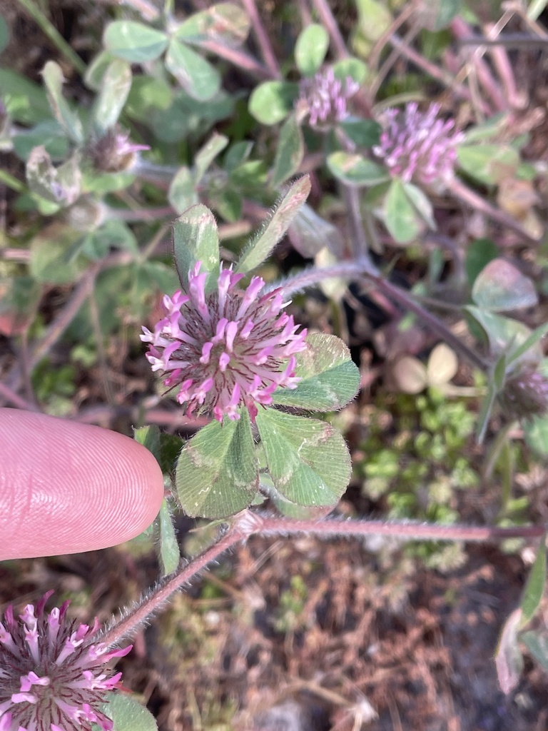 Rose Clover from Huasna-Lopez, Arroyo Grande, CA, US on April 29, 2023 ...