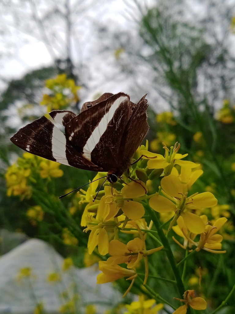 Tailed Judy from 8HFX+4F6, Upper Tadong, Tadong, Gangtok, Sikkim 737102 ...