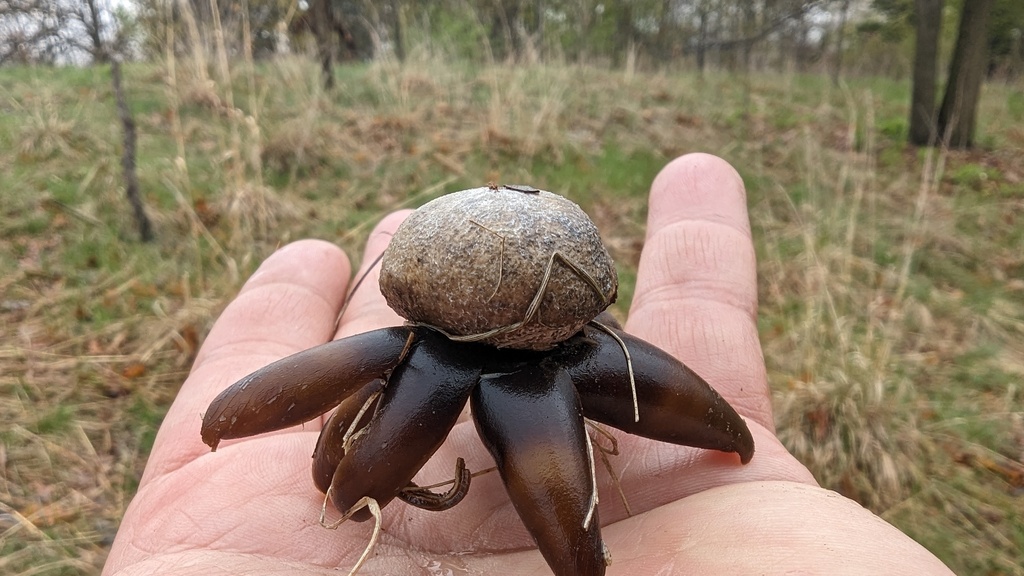 Hygroscopic Earthstar from Toronto, Ontario, Canada on April 30, 2023 ...