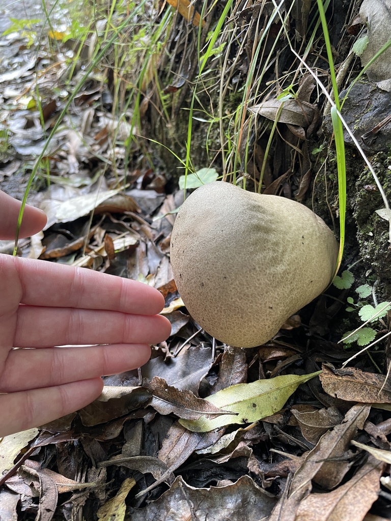 Meadow Puffball from Te Waipounamu/South Island, Picton, Marlborough ...