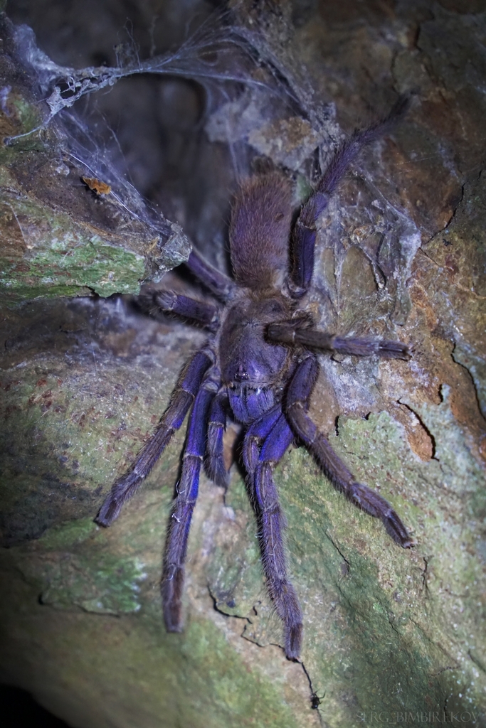 Chilobrachys Guangxiensis Care Sheet
