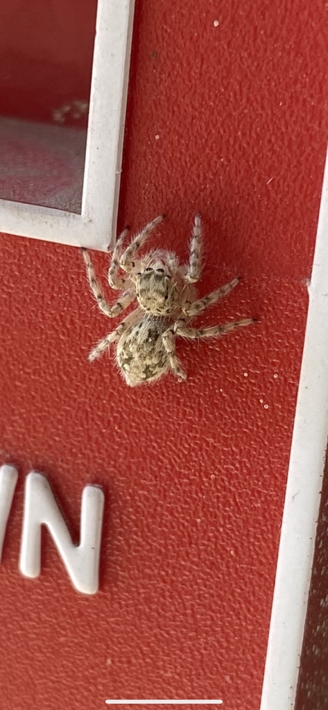 Plexippoides flavescens from Southwest, Las Vegas, NV, US on April 29 ...