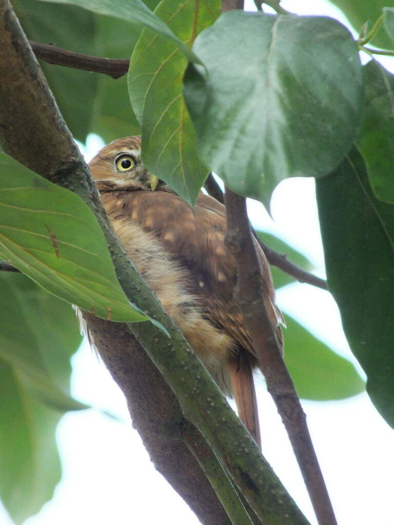 Peruvian Pygmy-Owl from Guayaquil, Ecuador on April 30, 2023 at 04:35 ...