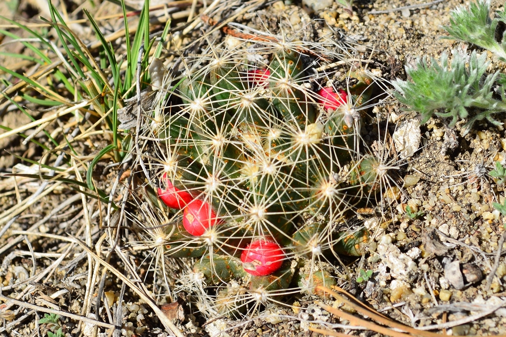 Missouri Foxtail Cactus from Gallatin County, US-MT, US on April 30 ...