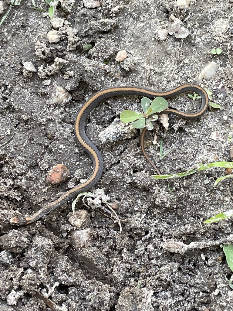 Red-bellied Snake from Alexander Dr, Brewton, AL, US on April 30, 2023 ...