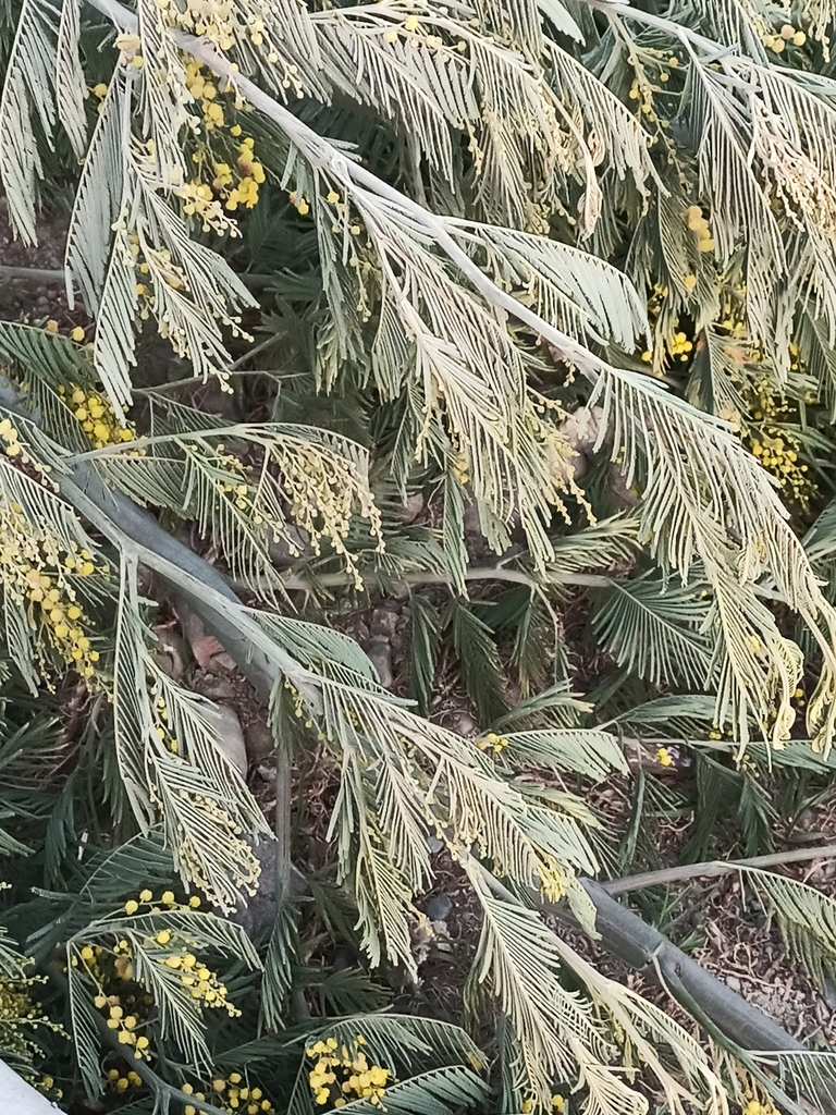 Silver wattle from Achocalla, Bolivia on April 30, 2023 at 05:17 PM by ...