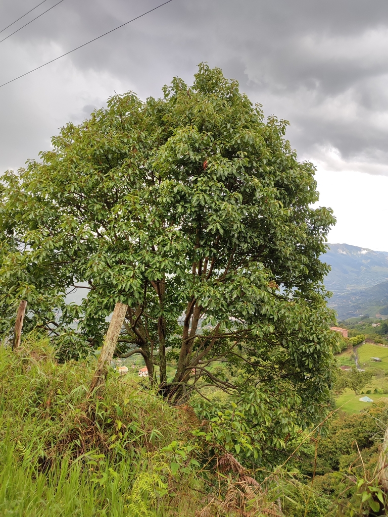 Aguacatillo desde 051038, Girardota, Antioquia, Colombia el 30 de abril ...