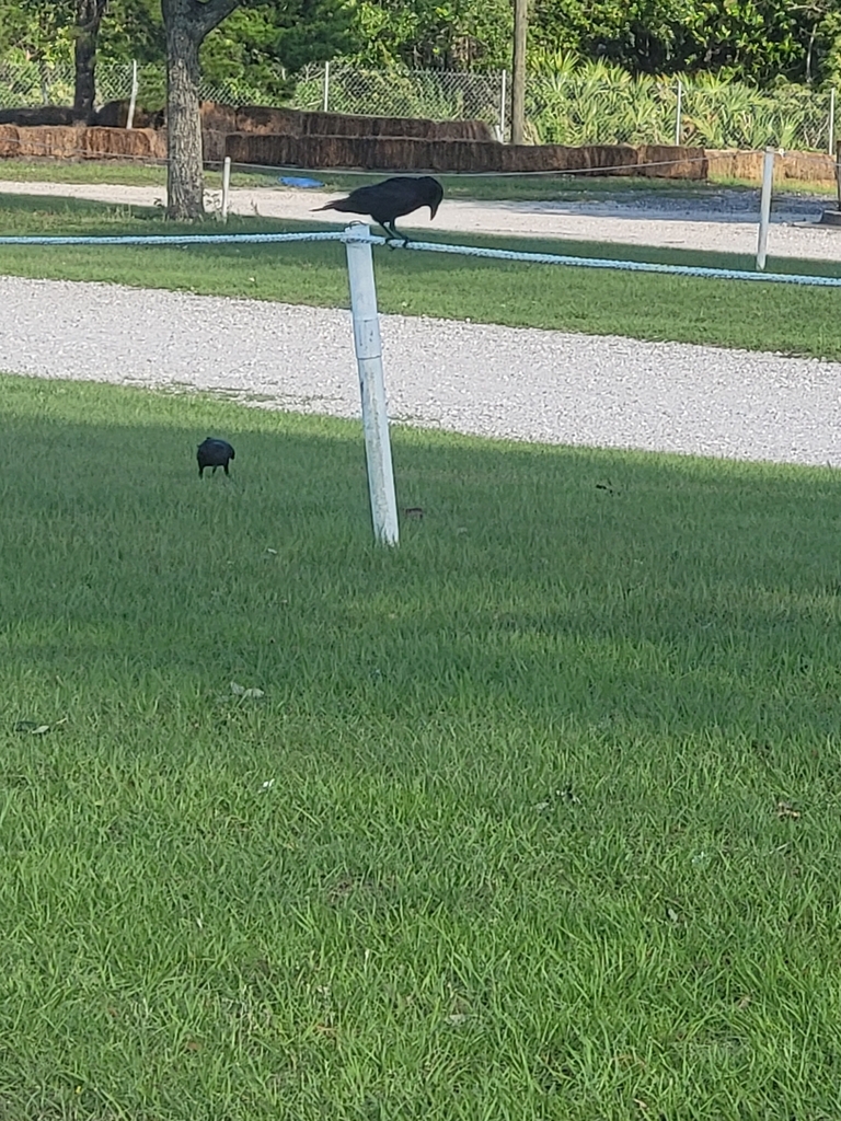 Crows and Ravens from Imeson Park, Jacksonville, FL, USA on April 30 ...