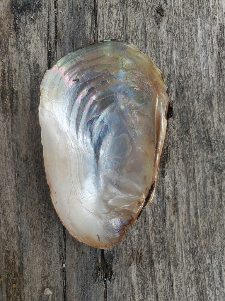 Fatmucket in April 2023 by Claire Nowicki · iNaturalist