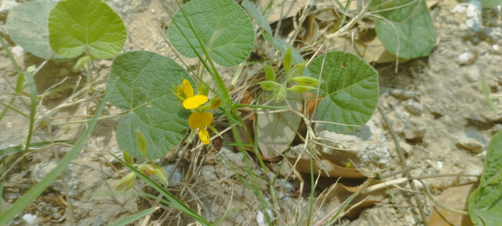 American snoutbean from Altamira on April 29, 2023 at 03:41 PM by ...