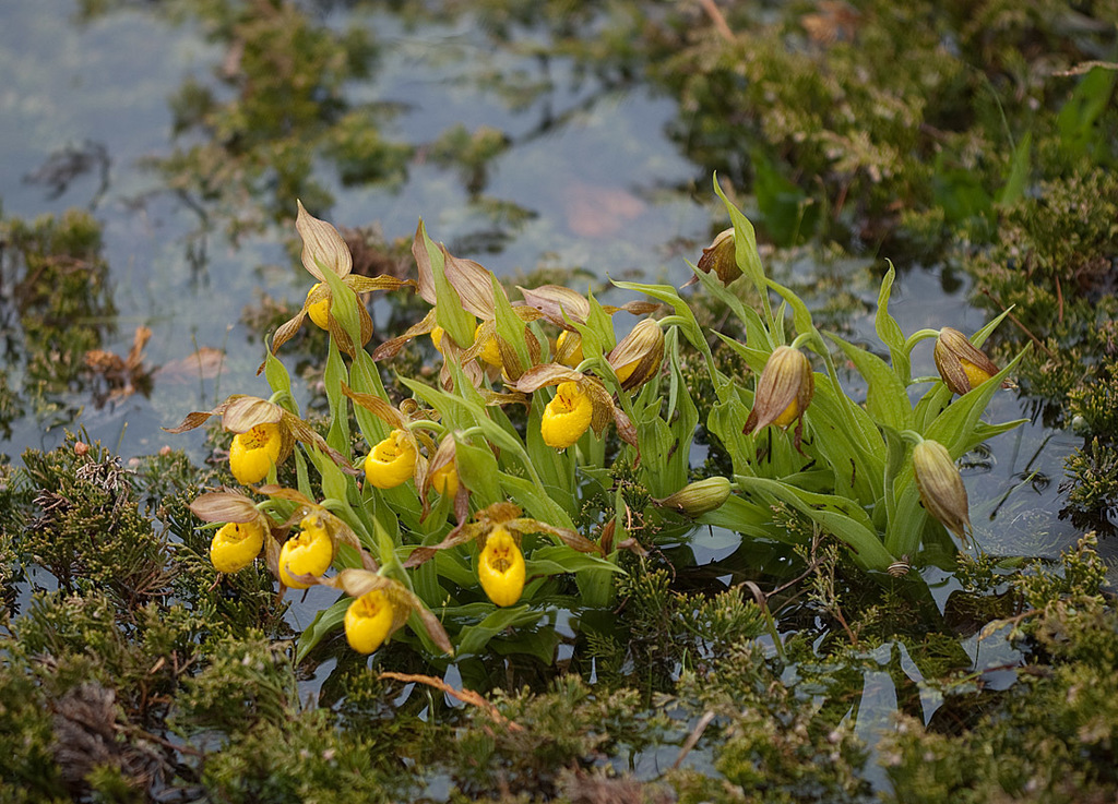 large yellow lady's-slipper from Bruce Alvar Reserve, Bruce Peninsula ...