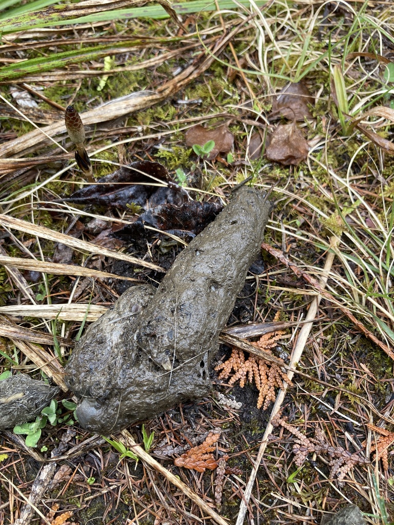 Bobcat from Esther Ln, Mackinaw City, MI, US on April 30, 2023 at 04:17 ...