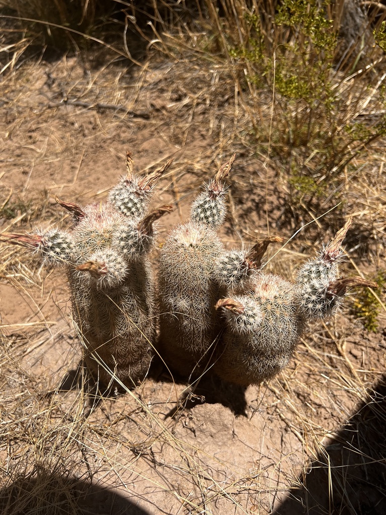 Echinocereus dasyacanthus multispinosus from Carretera Arenillas-El ...