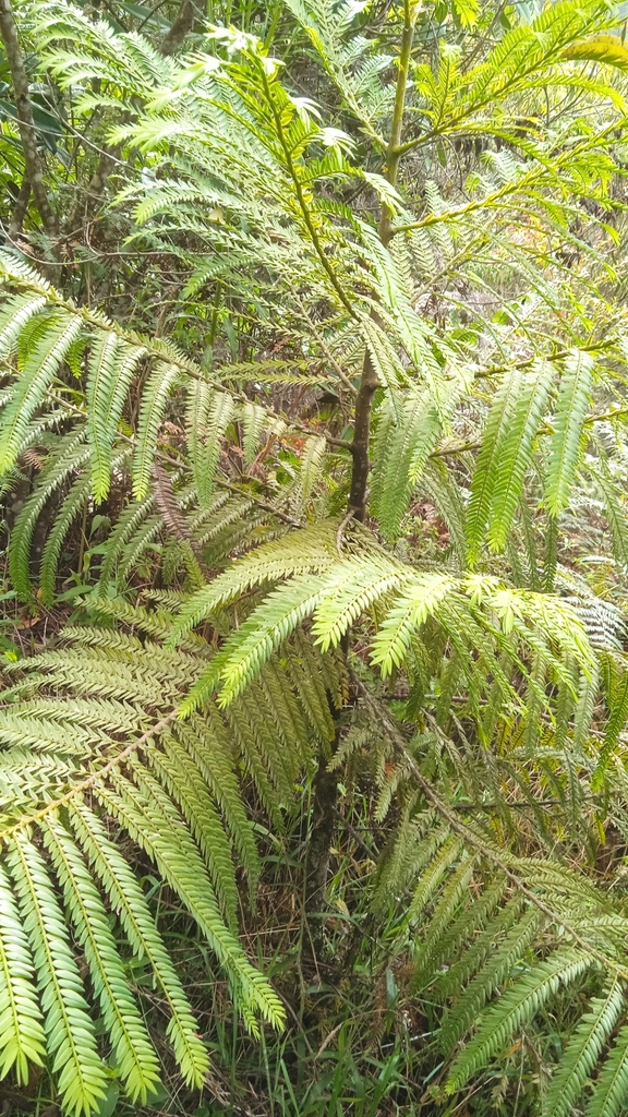 Retrophyllum rospigliosii from Aguas Frías on April 28, 2023 at 08:49 ...