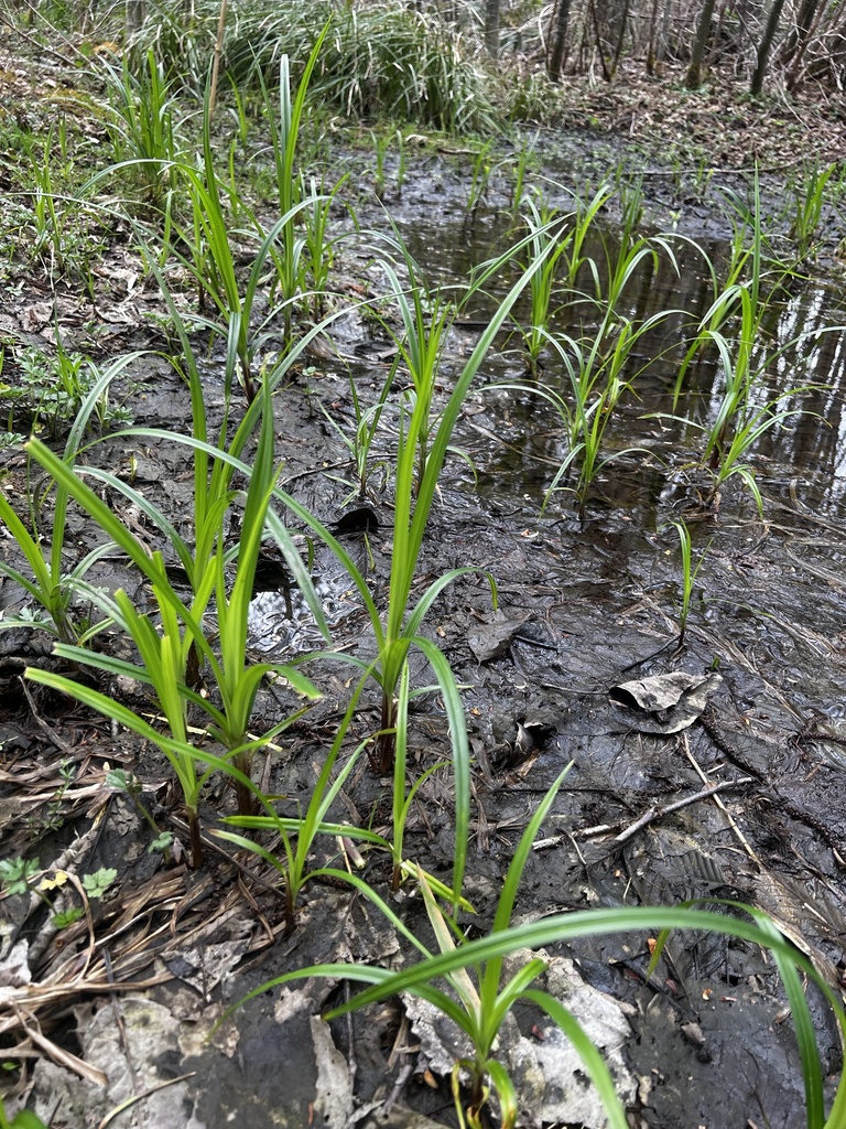 Panicled Bulrush from Northwest Trek Wildlife Park, Eatonville, WA, US ...