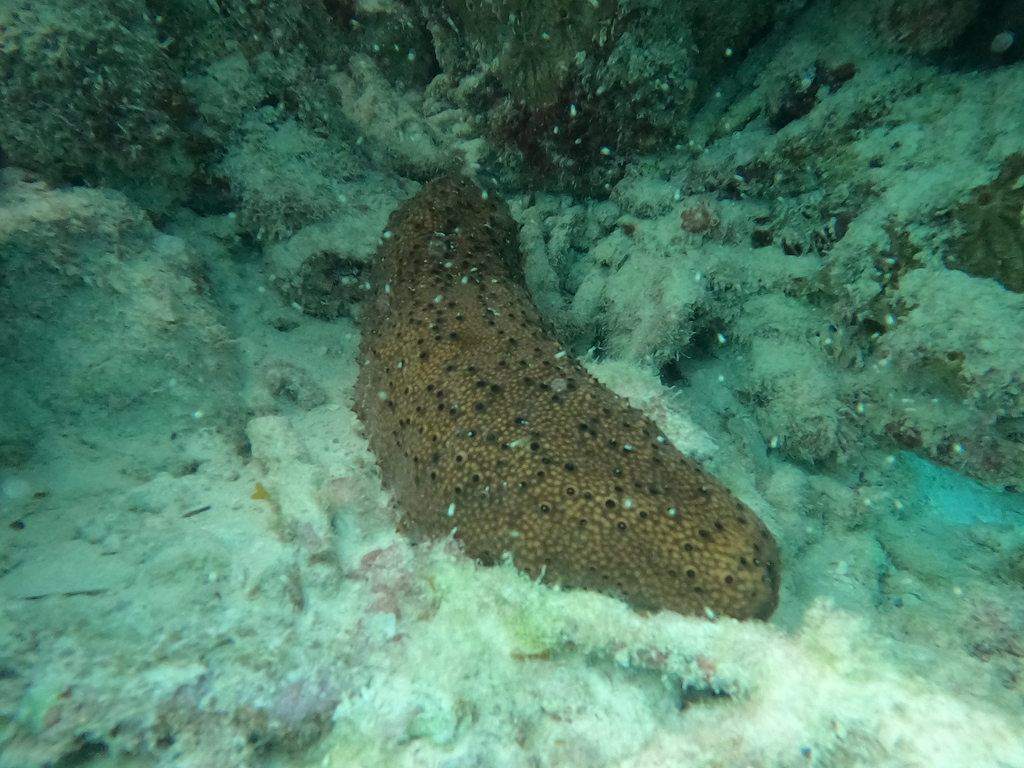 Chocolate Chip Sea Cucumber from Parque nacional Arrecife Alacranes ...
