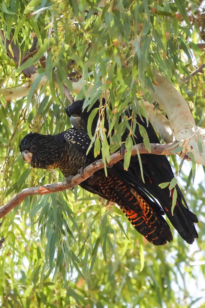 Red-tailed Black-Cockatoo from Hunts Rd, Dongara, WA, AU on March 23 ...