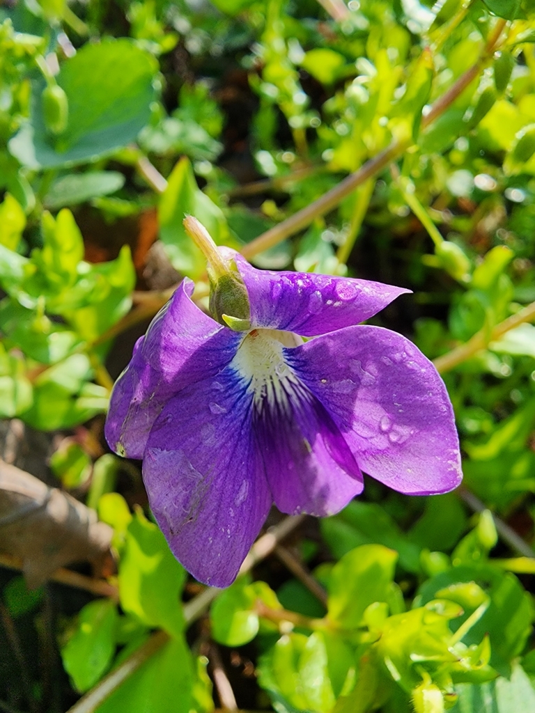 common blue violet from Fort Wayne, IN 46809, USA on April 29, 2023 at ...