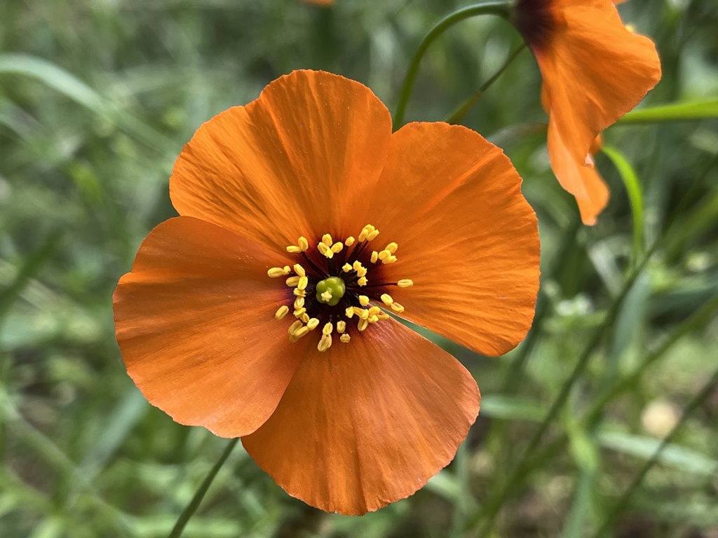 wind poppy from Mount Diablo State Park, Clayton, CA, US on April 30 ...