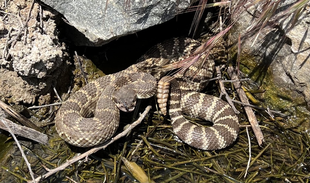 Southern Pacific Rattlesnake from Chino Hills, CA, US on April 28, 2023 ...