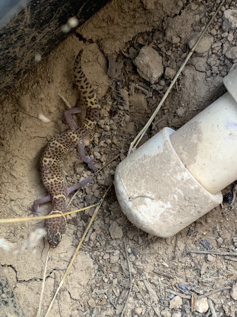 Texas Banded Gecko from Ohl Canyon Rd, Alpine, TX, US on April 28, 2023 ...
