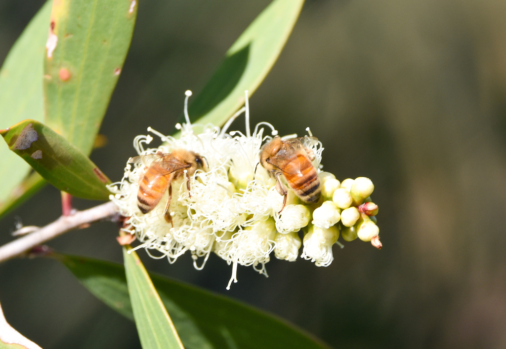 Western Honey Bee from Nathan Rd, Rothwell QLD 4022, Australia on May ...
