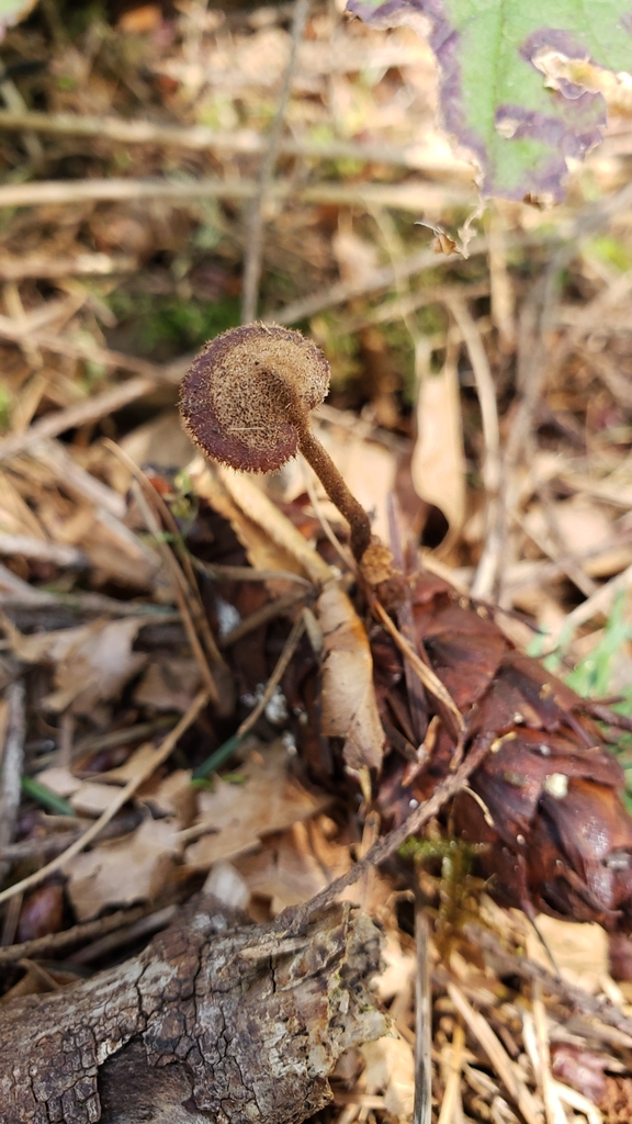 Earpick Fungus from Gaston, OR 97119, USA on April 27, 2023 at 03:50 PM ...
