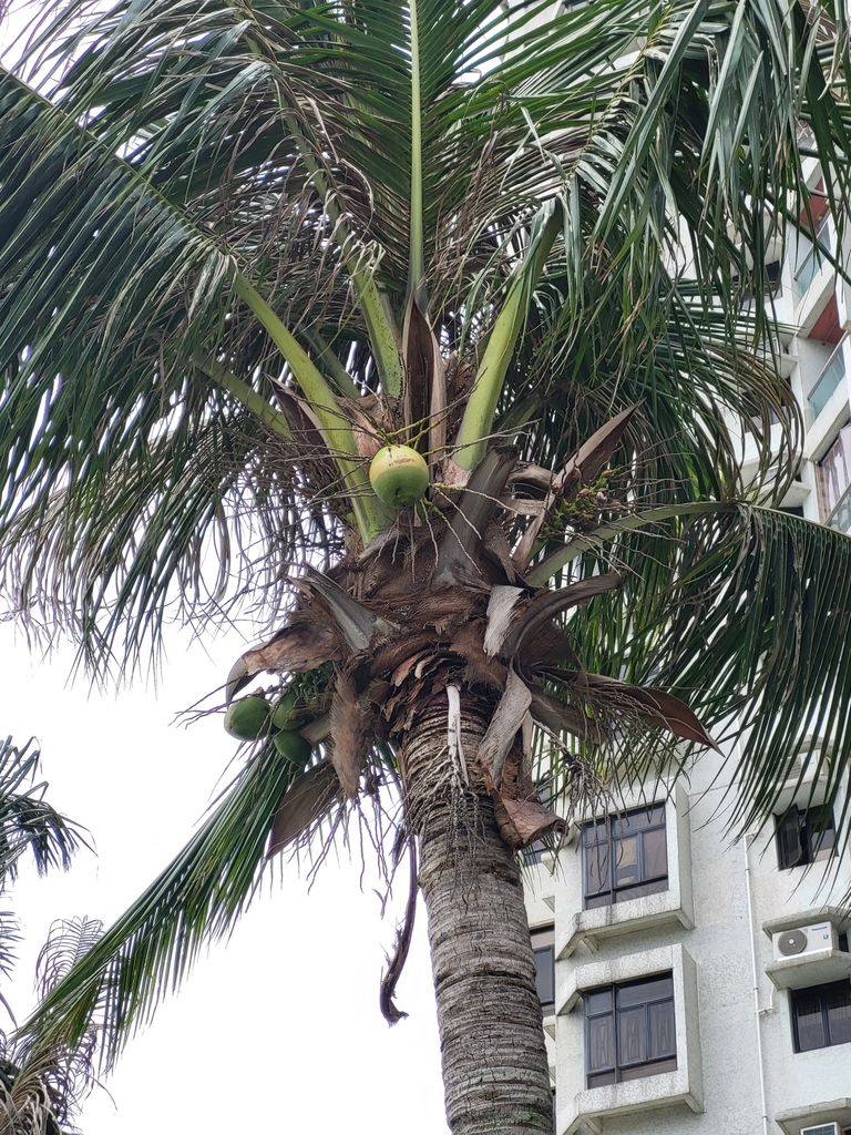 coconut palm from ROOM 8, 21/F., BLOCK 50, HENG FA CHUEN, HONG KONG ...