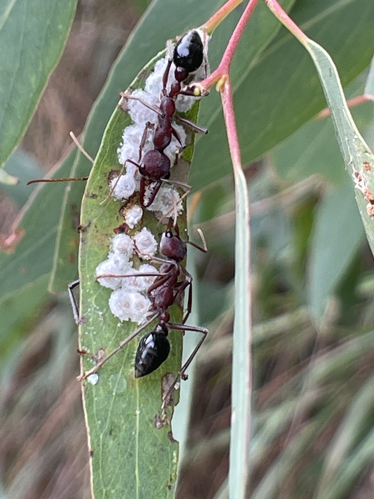 Australian Red Bull Ant from Sweetwater Creek Nature Reserve, Frankston ...
