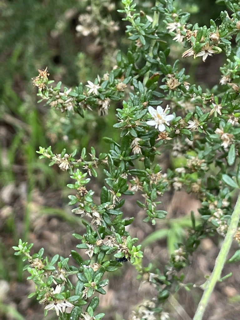 Twiggy Daisy-Bush from Sweetwater Creek Nature Reserve, Frankston South ...
