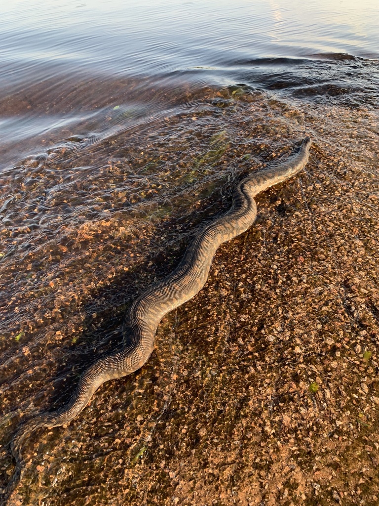 Arafura File Snake from Mary River, Point Stuart, NT, AU on April 30 ...