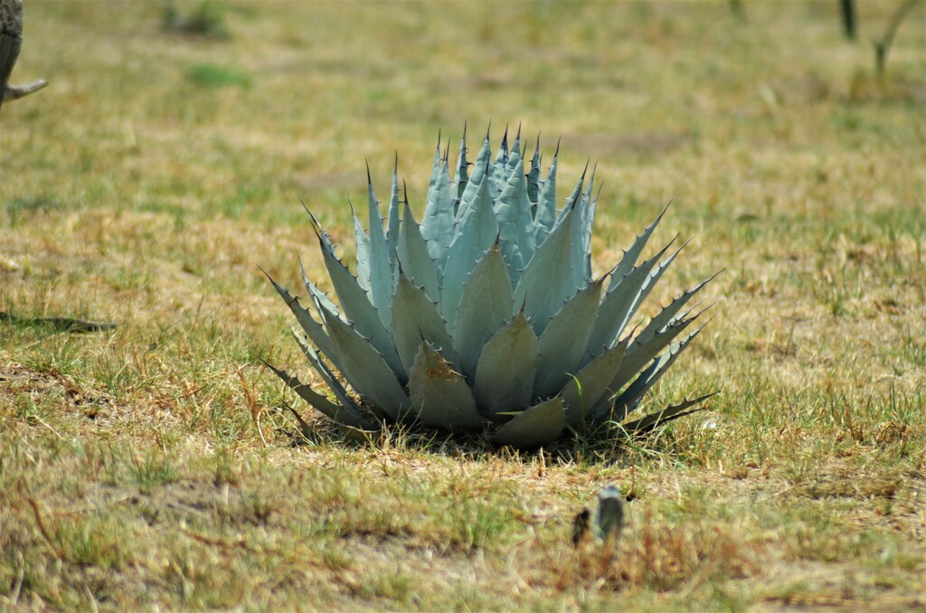 Cream Spike Agave from Parque Nacional Cerro de la Estrella, Ciudad de ...